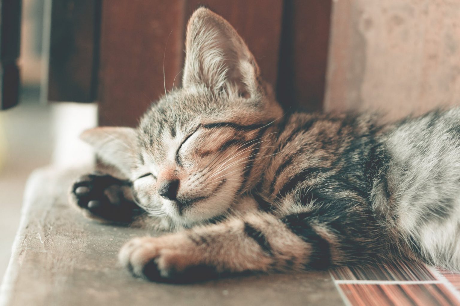 The Complete Guide to Cat Health and Wellness: The Ultimate Purrfect