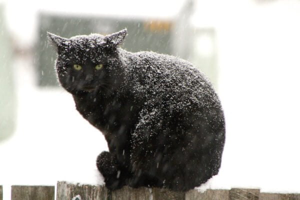 Why Is My Cat Shivering & What Should I Do? – Cat Mastermind