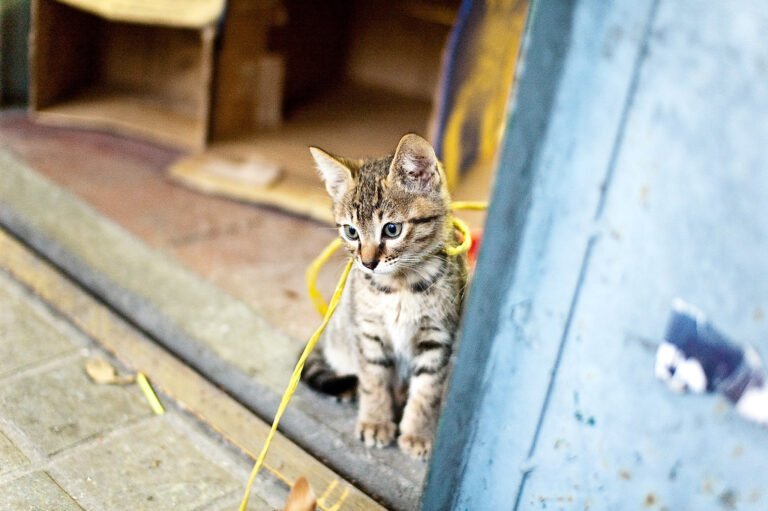 Why Do Cats Like String? (6 Fun Reason) : BEST FAQS - Cat Mastermind