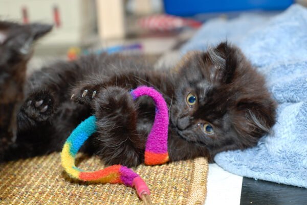 Why Do Cats Like String? (6 Fun Reason) : BEST FAQS - Cat Mastermind