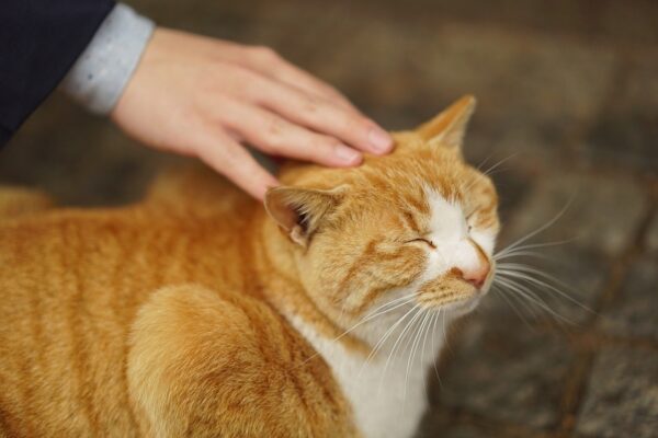 Why Do Cats Raise Their Backs When You Pet Them? (CAT MASTER)