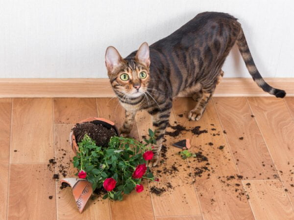 Why Does My Cat Knock Everything Over? – Cat Mastermind