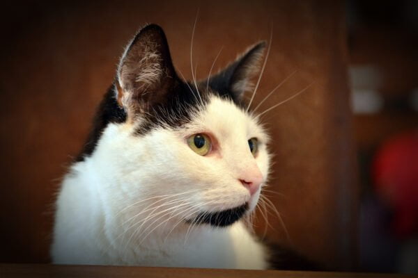 Why Is My Cat Shivering & What Should I Do? – Cat Mastermind