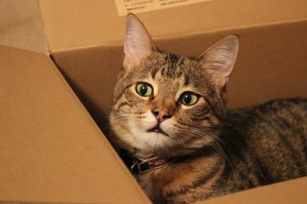 10 Reasons Why Do Cats Love Boxes (BEHAVIOR) – Cat Mastermind