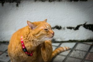 Why do cats scratch their ears? (Sign, Symptom & Treat)– Cat Mastermind