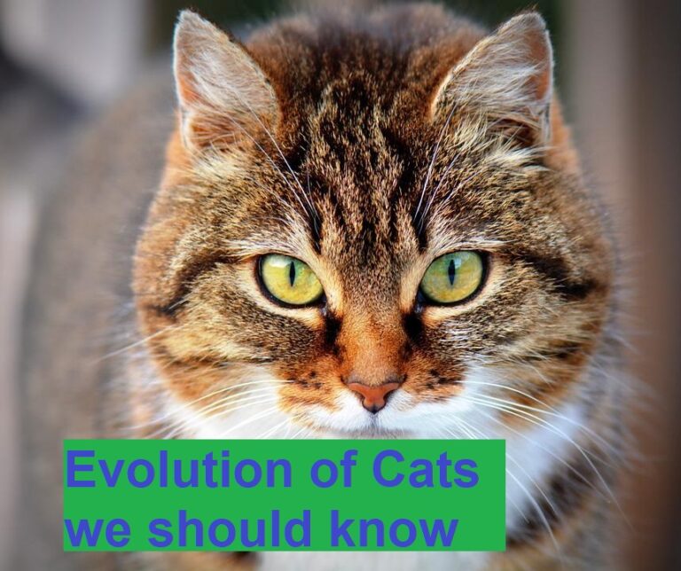 Evolution of Cats we should know (Origin and History)– Cat Mastermind