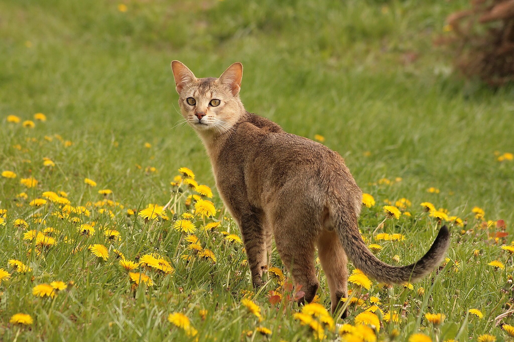 Top 9 Most Famous Blond Cat Breeds (Most Famous)– Cat Mastermind