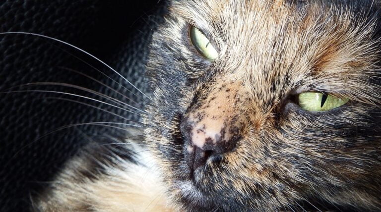 Black crust around cats eyes – Cat Mastermind