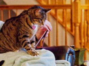 Why Do Cats Flex Their Paws? – Cat Mastermind (REAL SECRET)