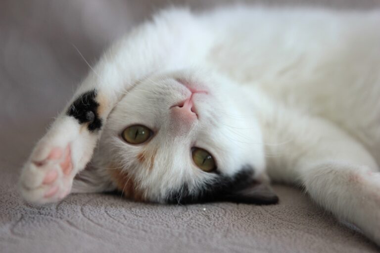 Why Do Cats Flex Their Paws? – Cat Mastermind (REAL SECRET)