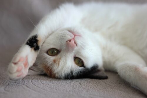 Why Do Cats Flex Their Paws? – Cat Mastermind (REAL SECRET)