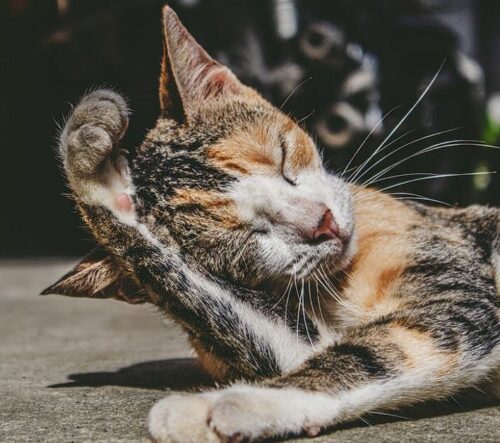 Do cats shed more when stressed? – Cat Mastermind